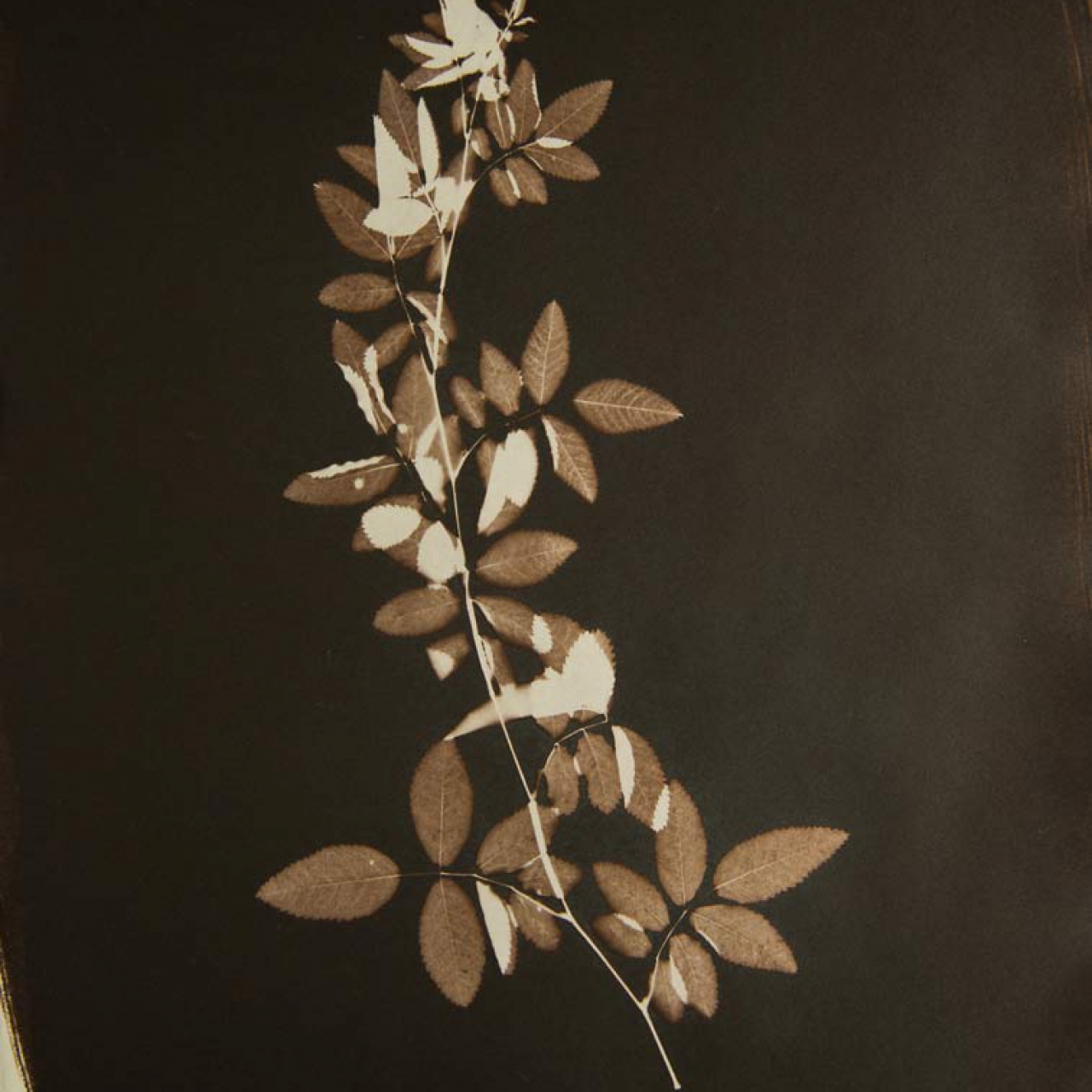 Joseph Rheaume Portfolio - The Los Angeles Center of Photography