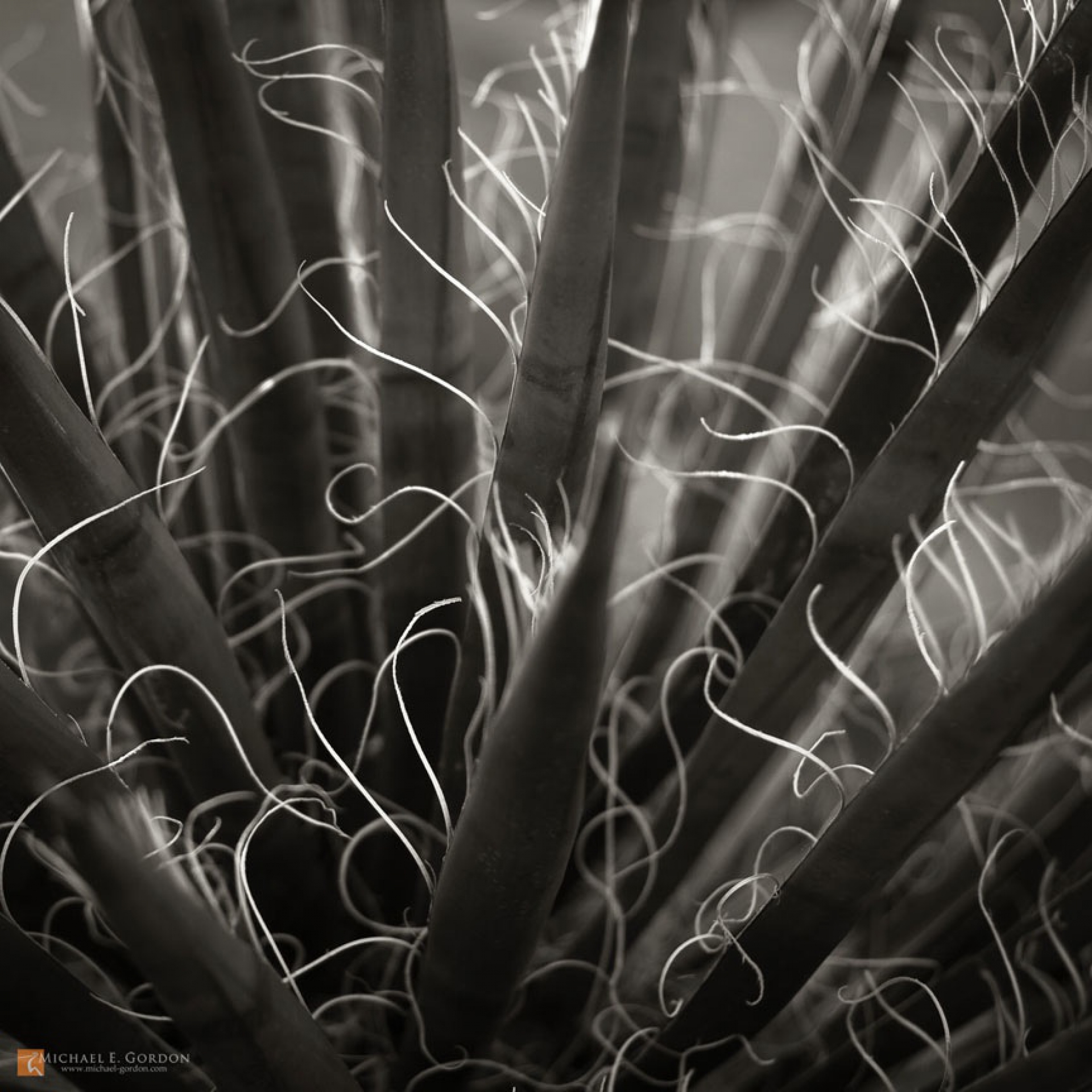 Michael E. Gordon - The Los Angeles Center of Photography